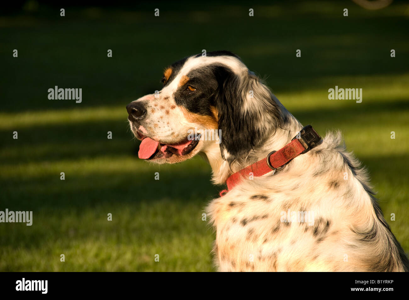 English setter dog hi-res stock photography and images - Alamy