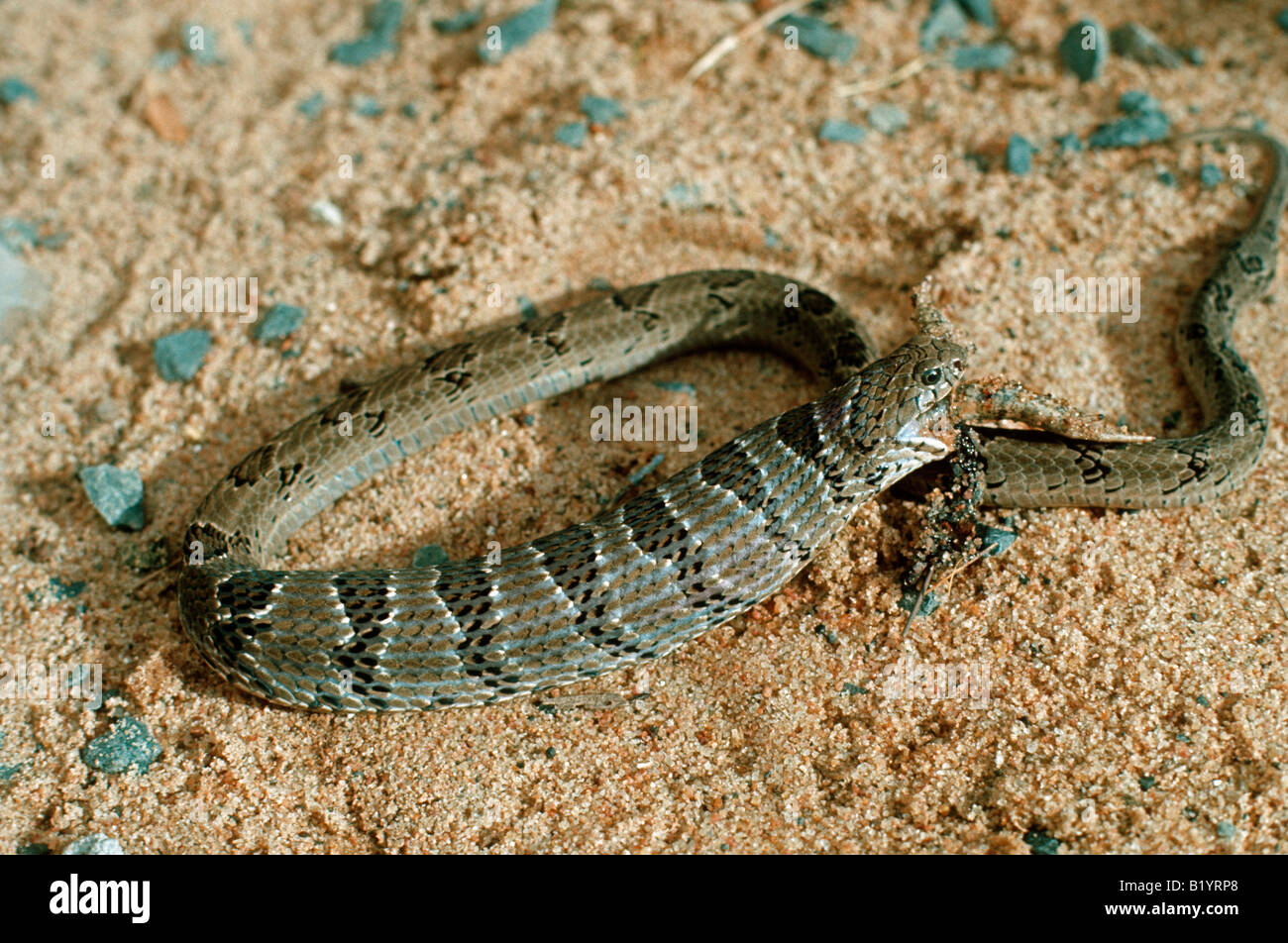 Night adder Causus rhombeatus swallowing toad Kenya Stock Photo - Alamy