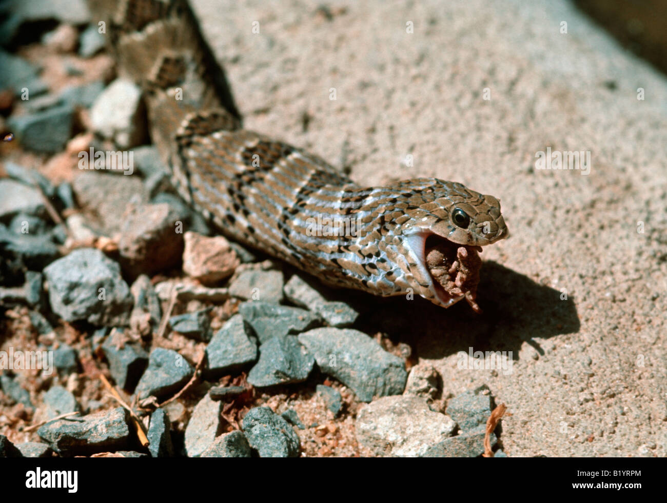 Night adder Causus rhombeatus swallowing toad Kenya Stock Photo - Alamy