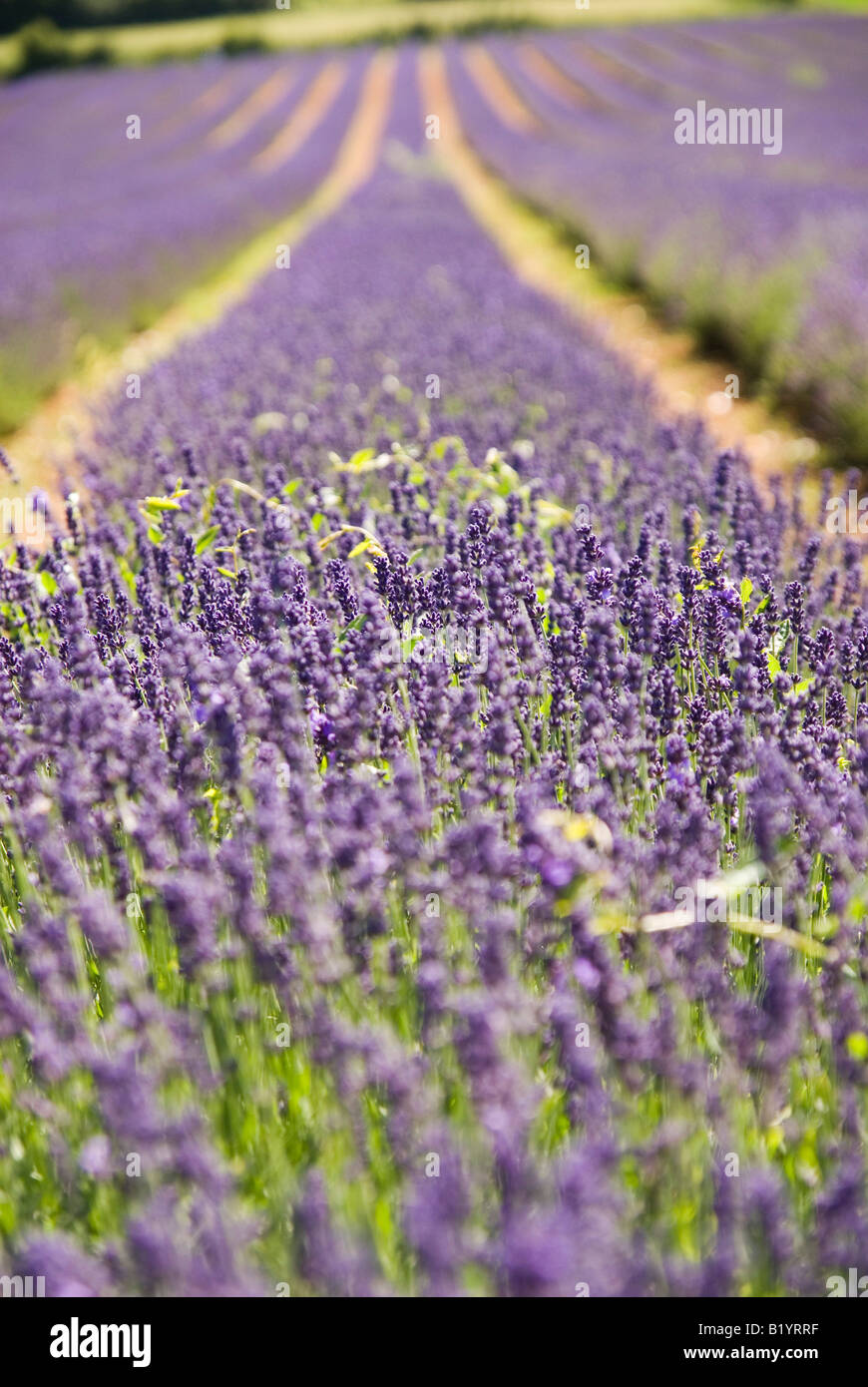 Lavender fields heacham hi-res stock photography and images - Alamy