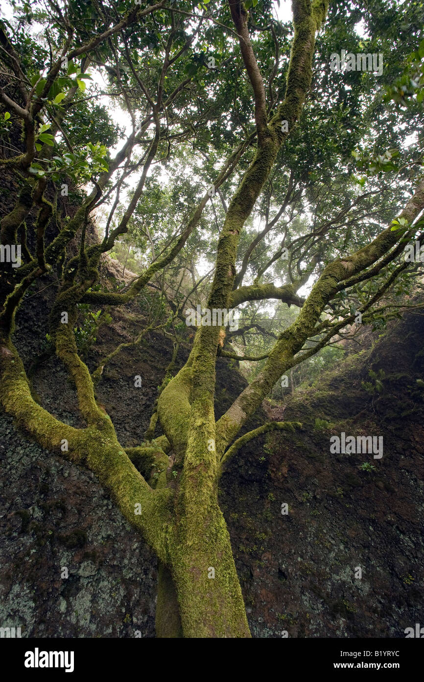 Arbol garoe holy tree el hi-res stock photography and images - Alamy