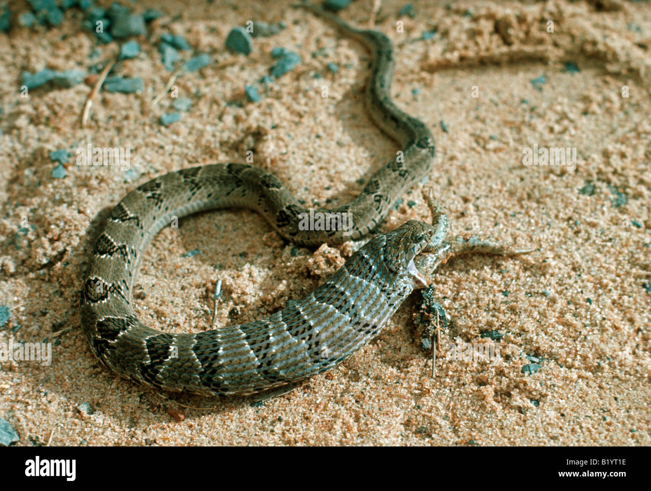 Night adder Causus rhombeatus swallowing toad Kenya Stock Photo - Alamy