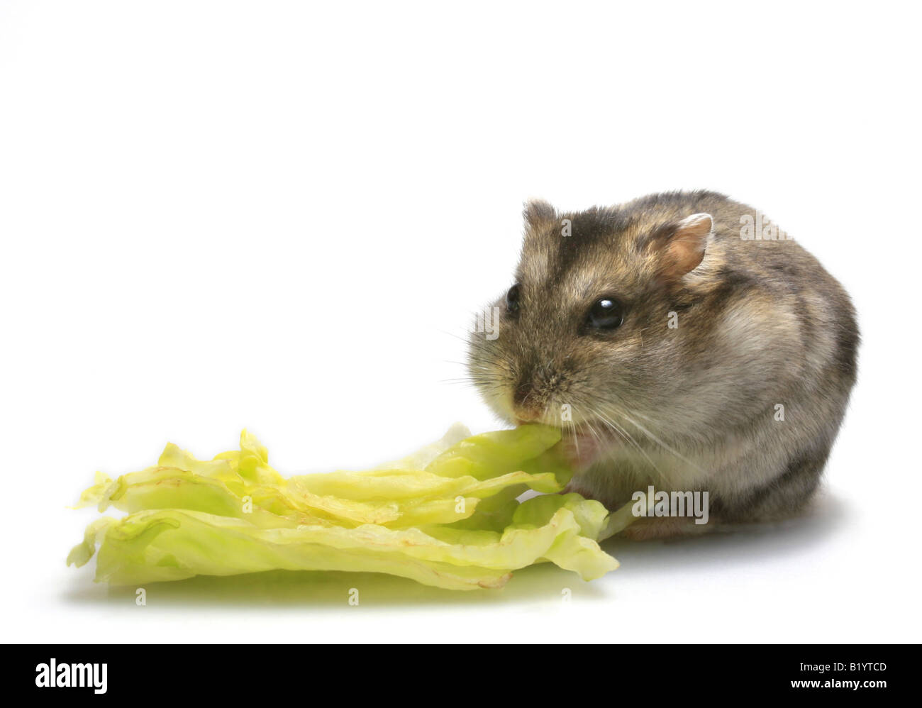 striped hairy footed hamster Dzungarian hamster Phodopus sungorus ...