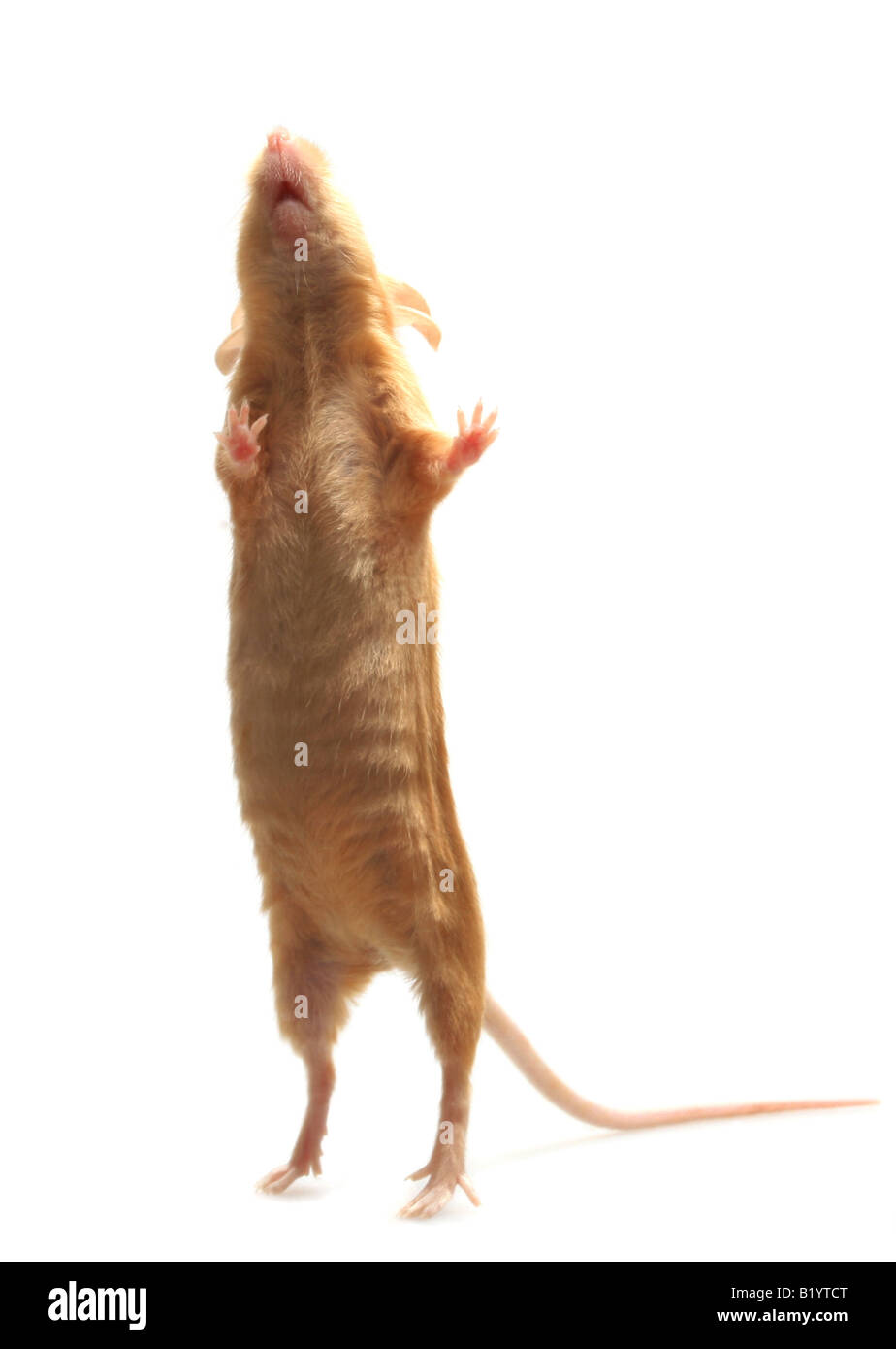 house mouse Mus musculus grovelling Stock Photo - Alamy