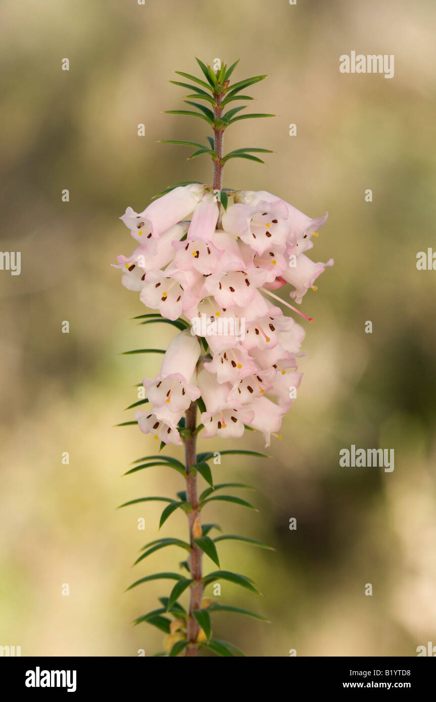 Australian common heath Stock Photo - Alamy