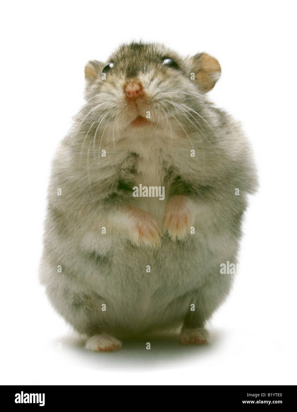 striped hairy footed hamster Dzungarian hamster Phodopus sungorus ...