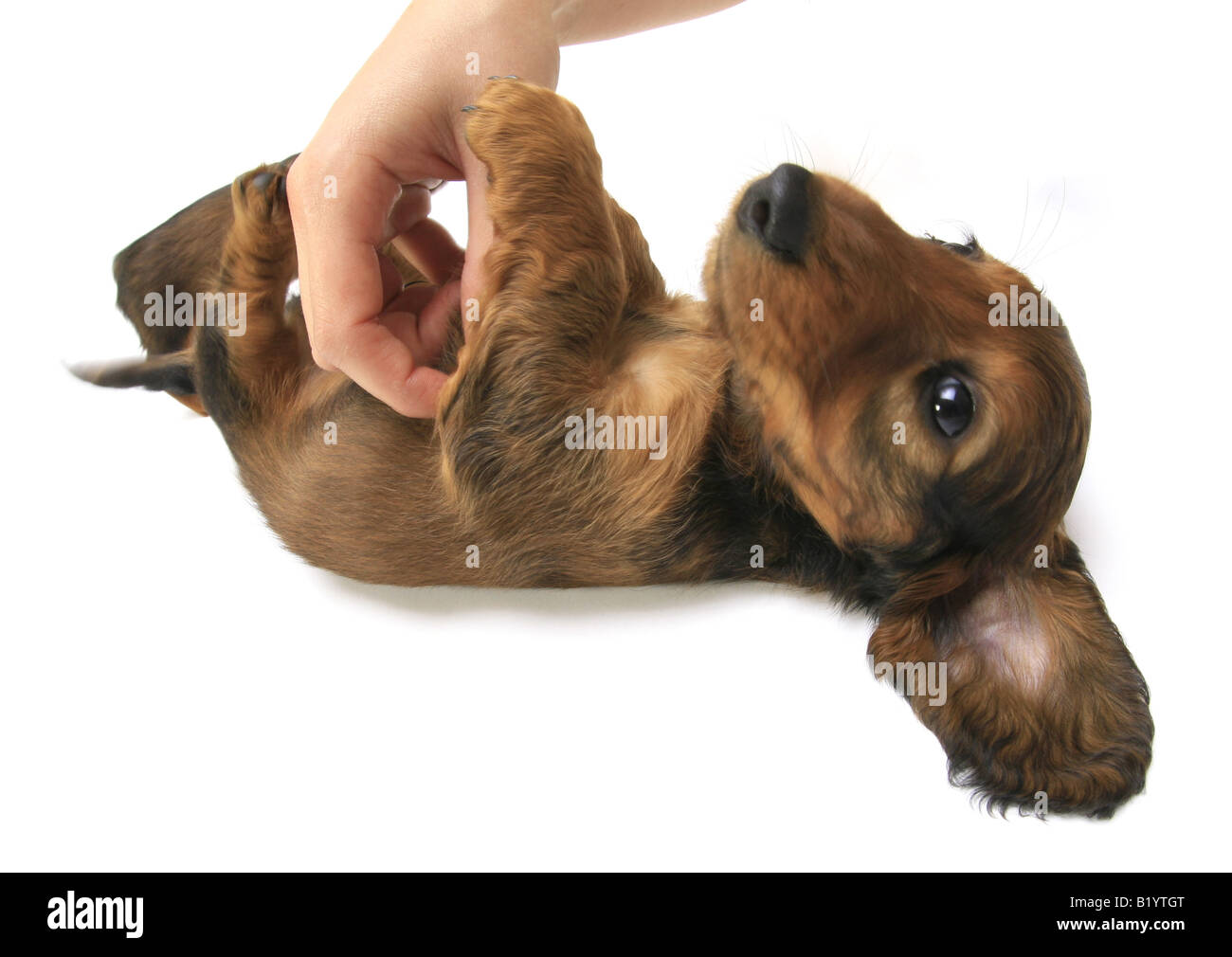 Dachshund sausage dog domestic hi-res stock photography and images - Alamy