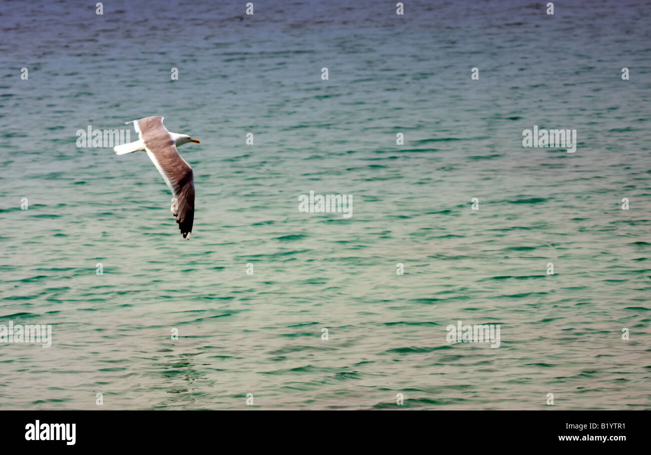 Seagull flying over the sea Stock Photo - Alamy