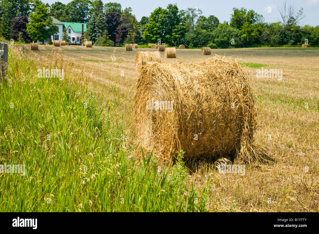 Hay rolled rolls farm food field grass house trees hi-res stock ...