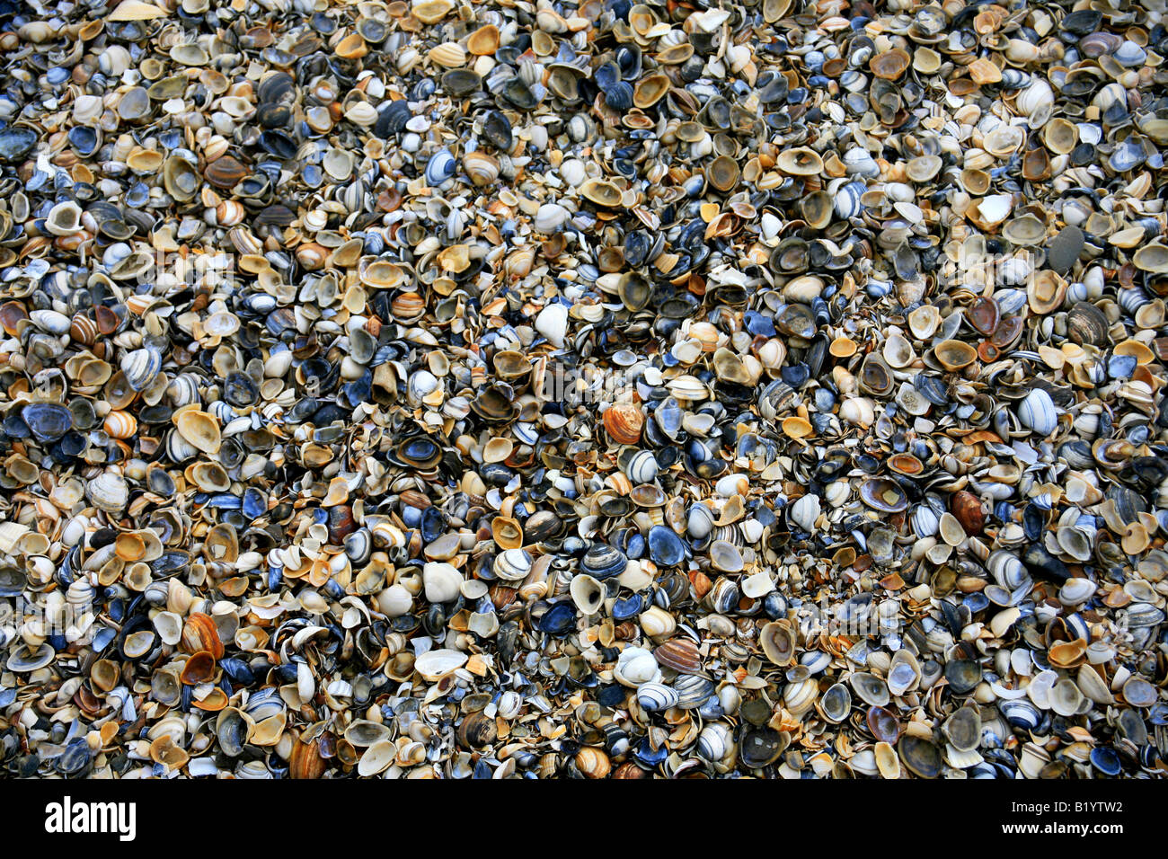 shells at the beach Netherlands Stock Photo - Alamy