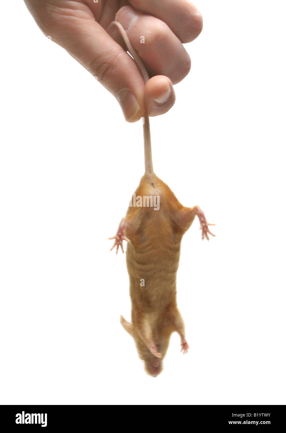 Coloured mouses hold hi-res stock photography and images - Alamy