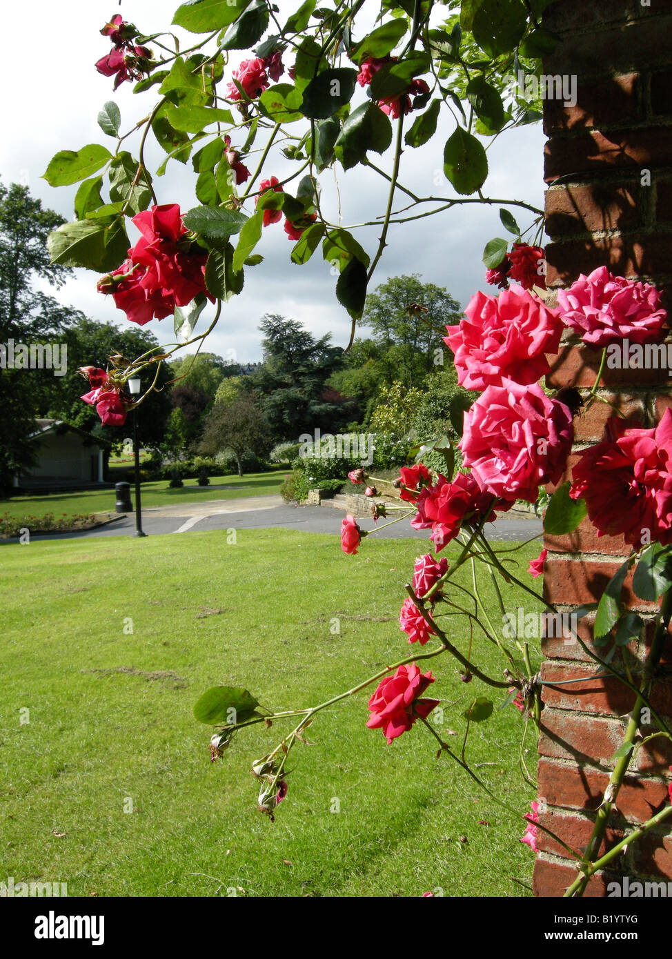 roses in bloom in valley gardens harrogate Stock Photo - Alamy