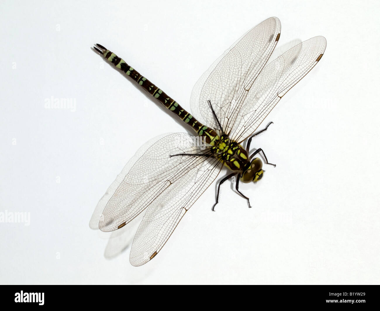 Dragonfly hi-res stock photography and images - Alamy