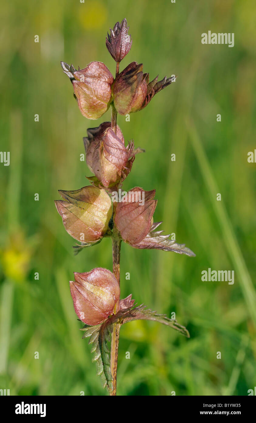 Yellow Rattle Rhinanthus minor Seed pods Stock Photo - Alamy