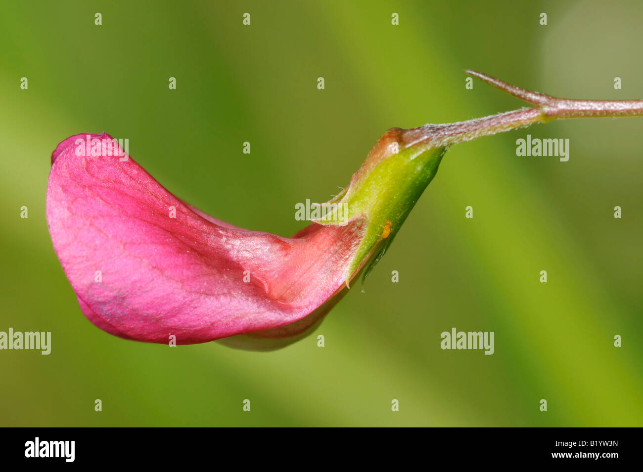 Grass Vetchling Lathyrus nissolia Stock Photo - Alamy
