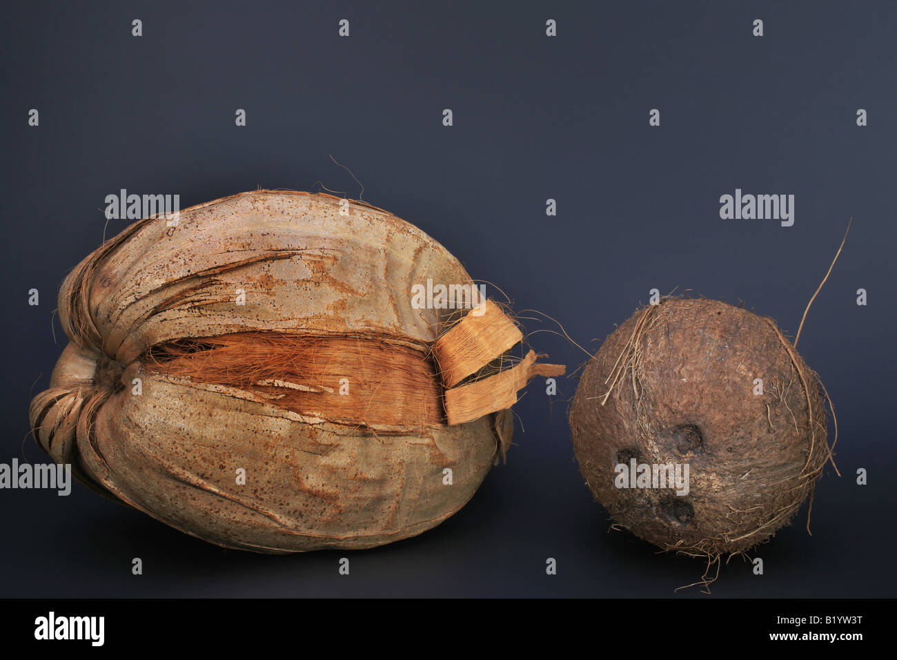 coconut palm Cocos nucifera coconut drupe with and without fruit husk ...