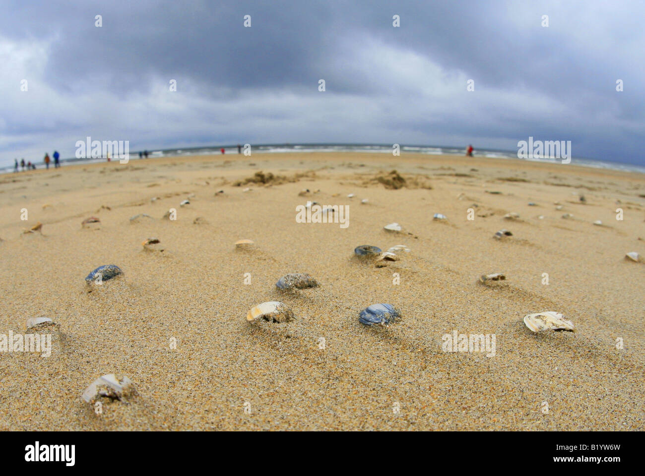 Shells at the beach at low tide Netherlands Stock Photo - Alamy