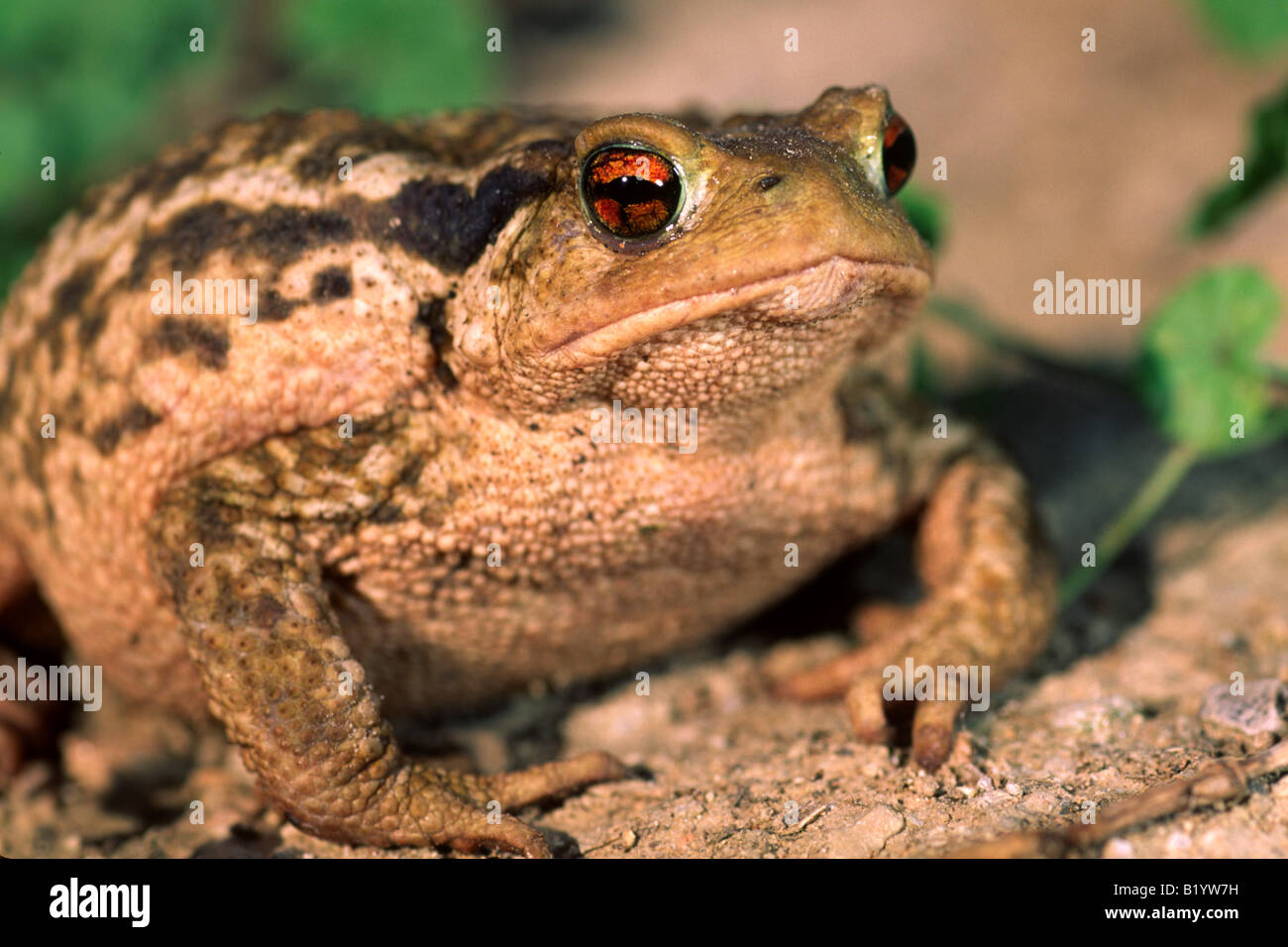 Animal toad hi-res stock photography and images - Alamy