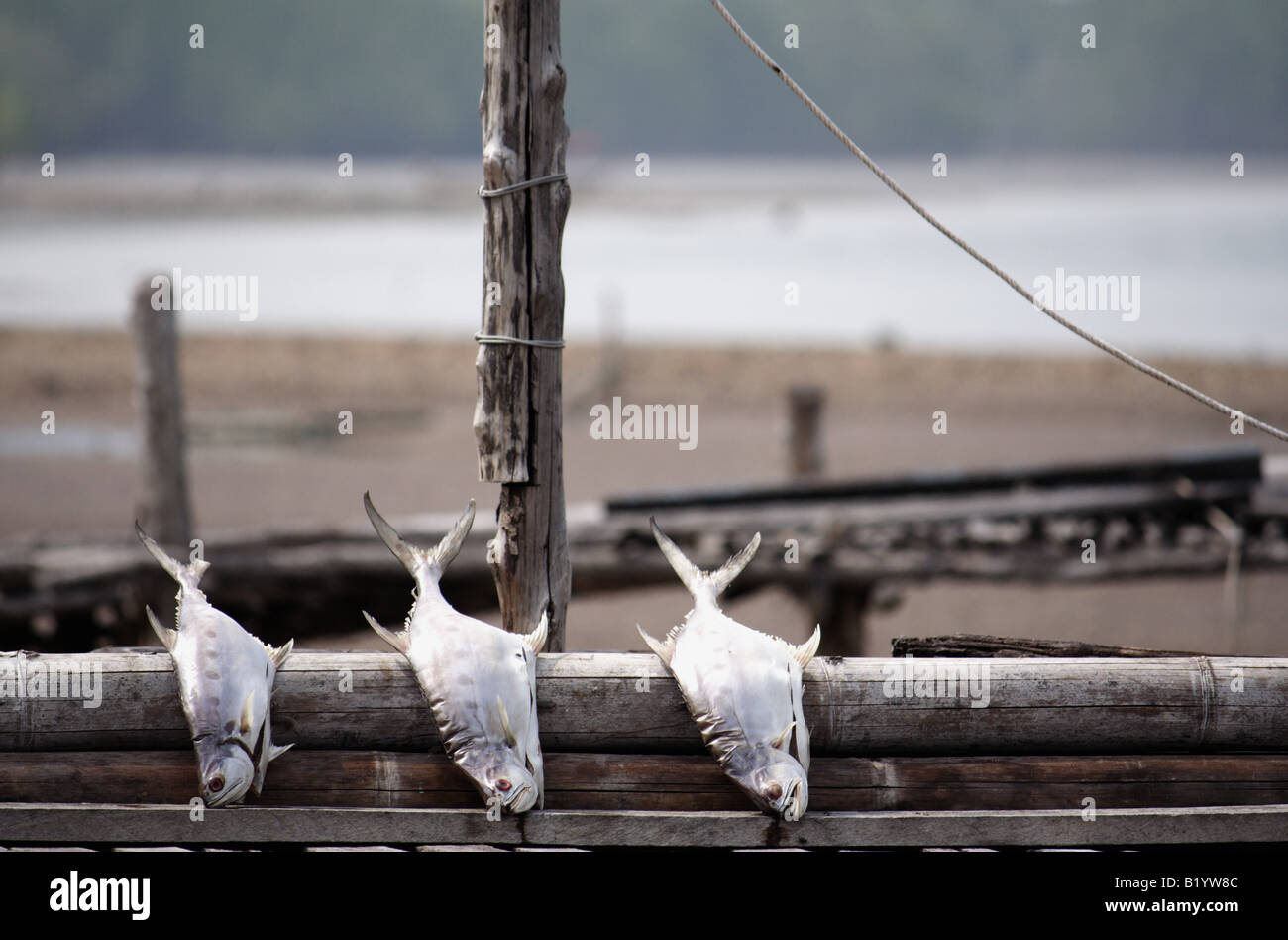 fish drying in the sun Stock Photo - Alamy