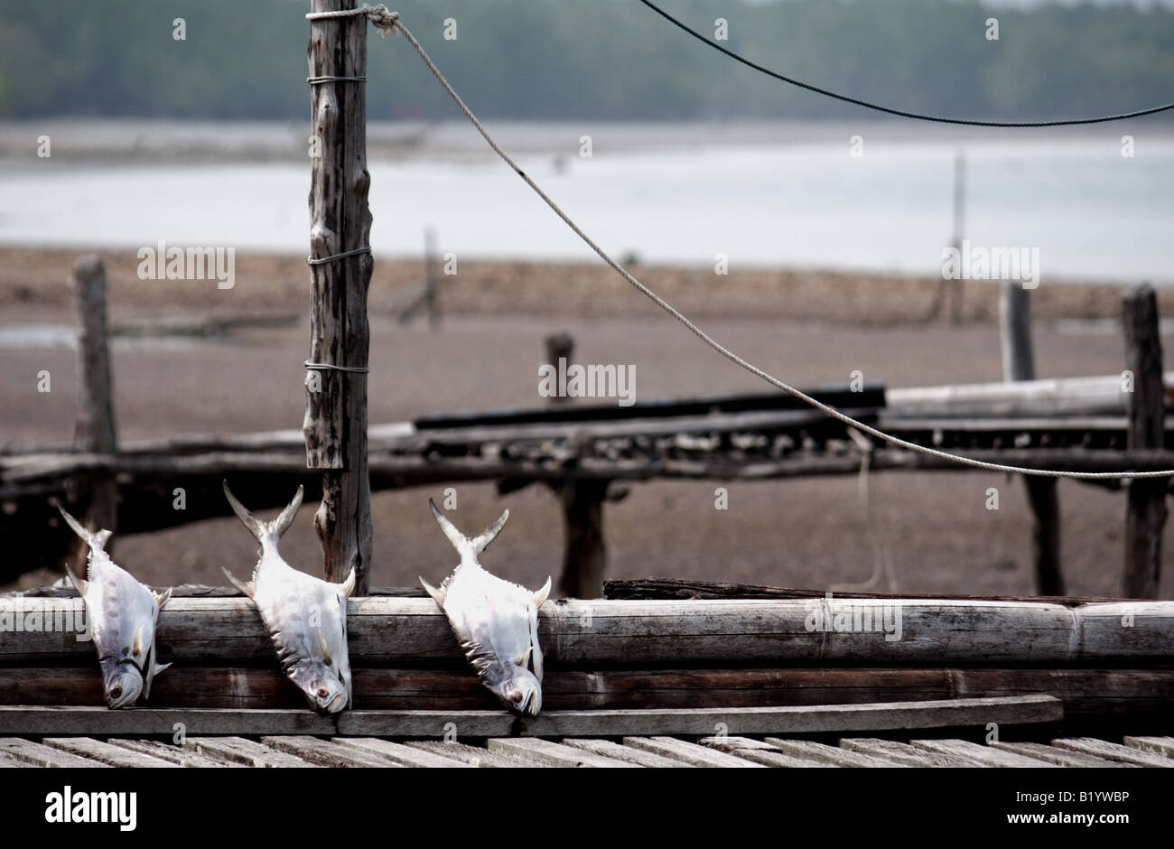 fish drying in the sun Stock Photo - Alamy