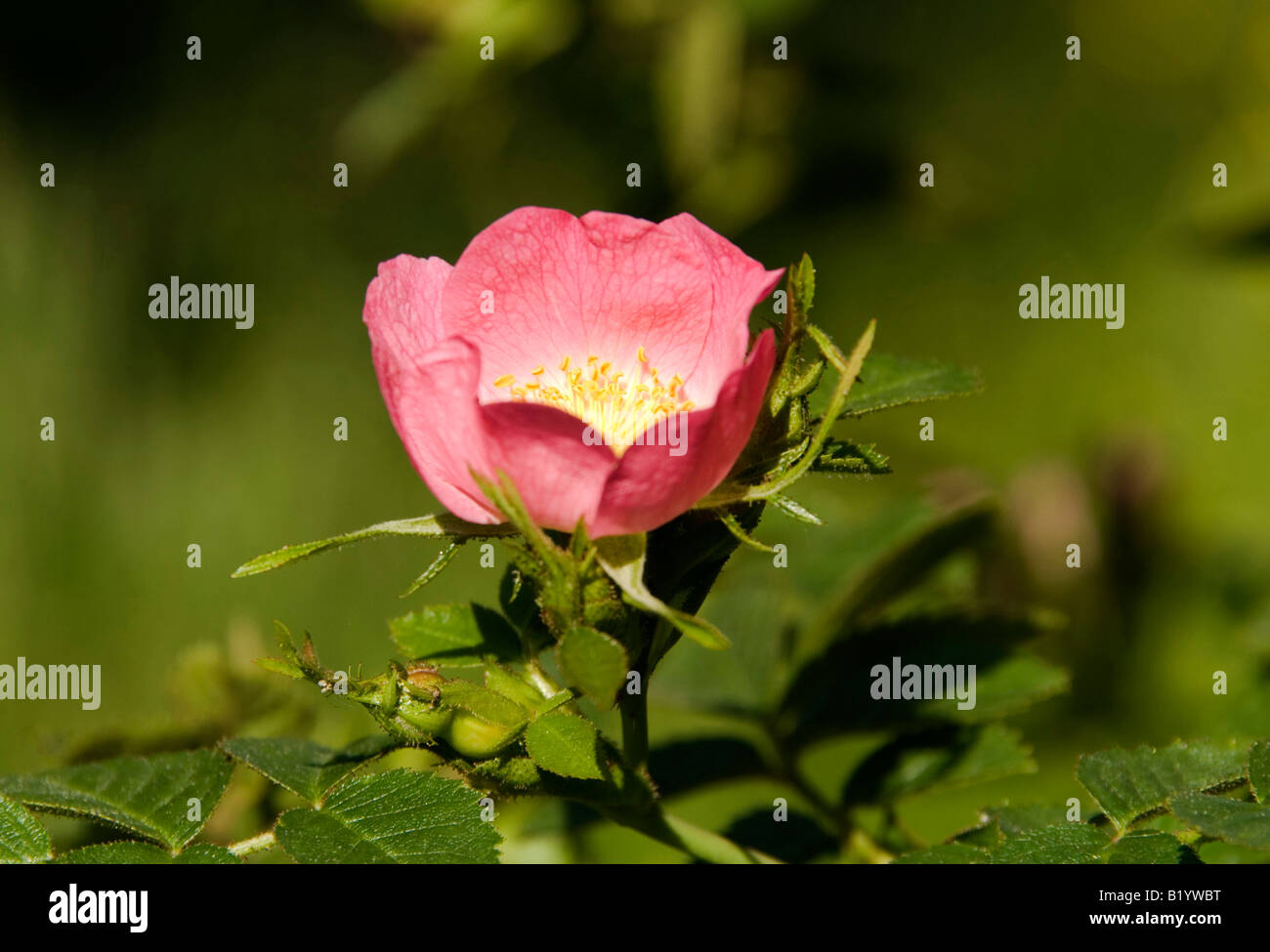 Dog Rose (Rosa canina) A rambling shrub with pink flowers appearing in ...