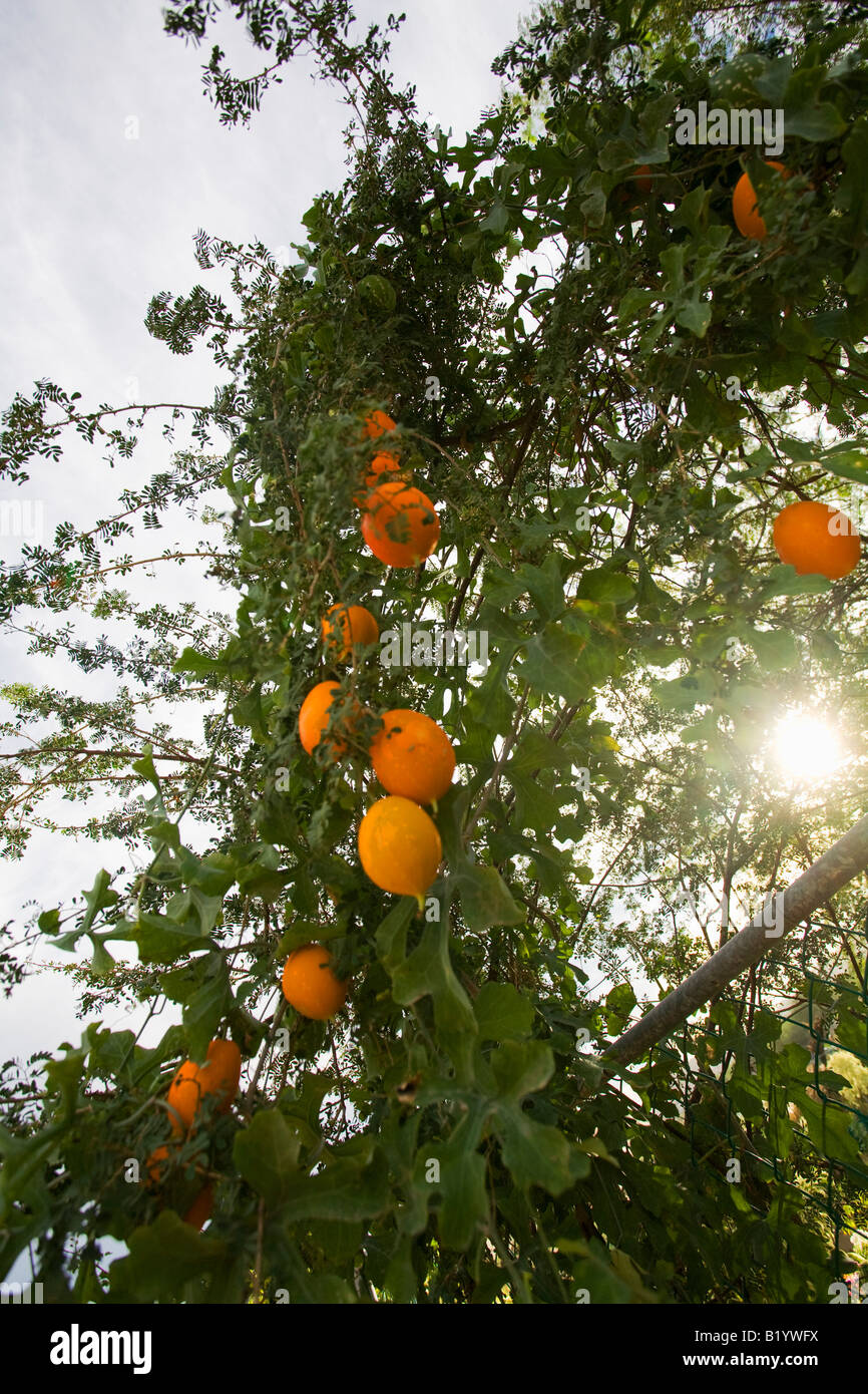 Orange tree in Cabo San Lucas, Mexico Stock Photo - Alamy