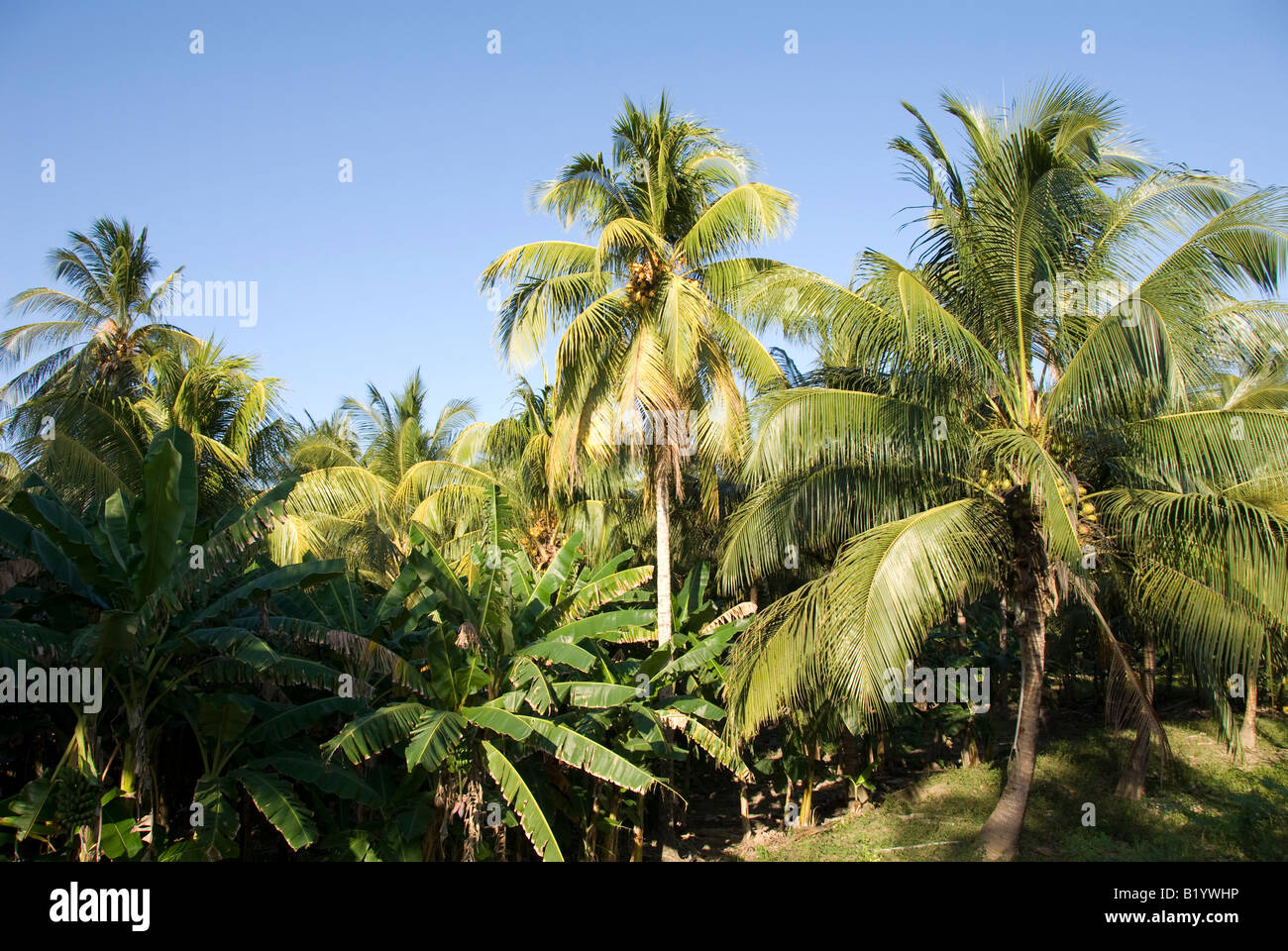 Summer landscapes trees hi-res stock photography and images - Alamy
