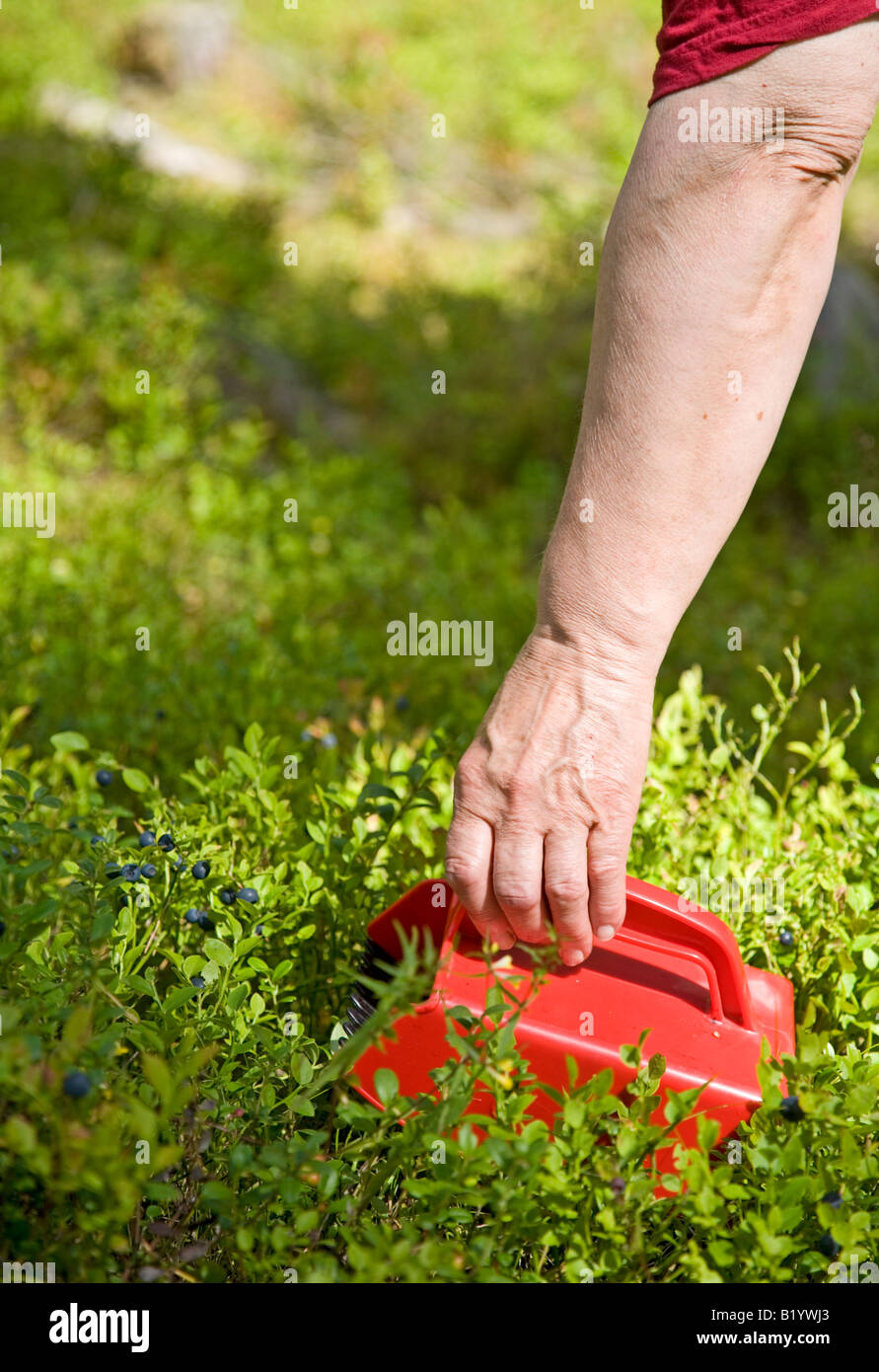Huckleberry picker hi-res stock photography and images - Alamy