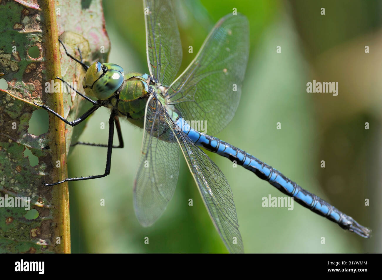 Emperor Dragonfly Anax imperator Male Stock Photo - Alamy