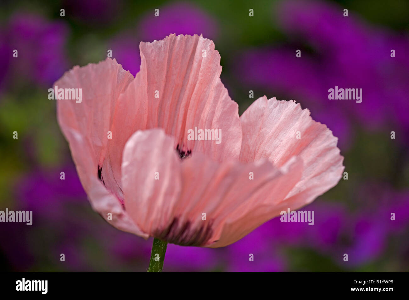 Papaver Orientalis Stock Photos & Papaver Orientalis Stock Images - Alamy