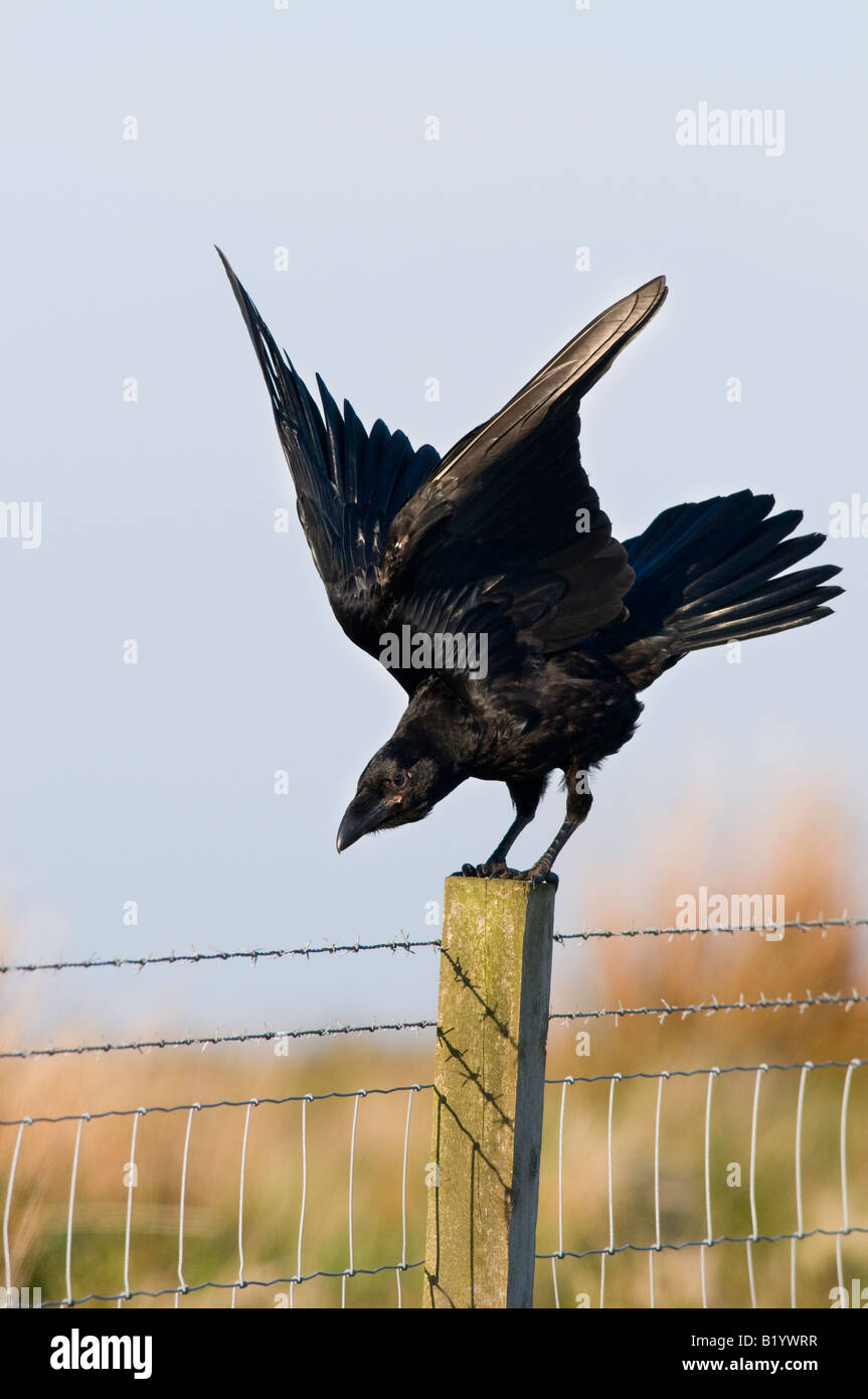 Scottish Raven High Resolution Stock Photography and Images - Alamy