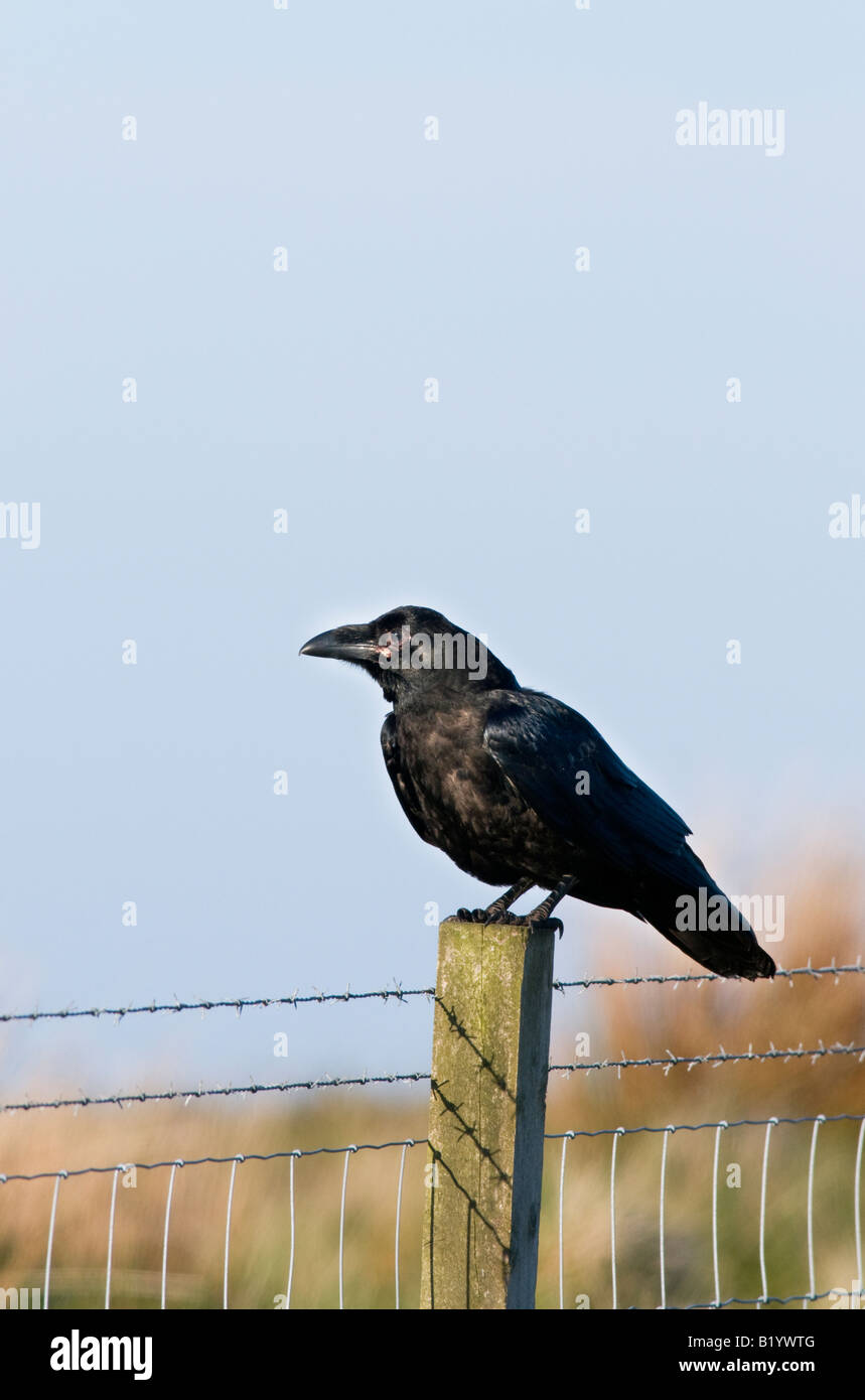 Scottish raven hi-res stock photography and images - Alamy