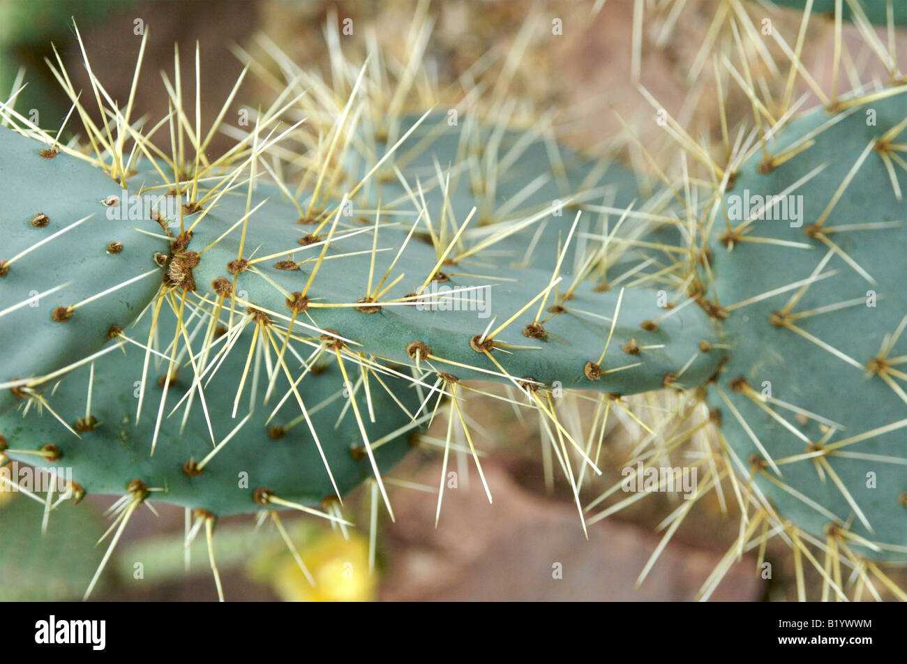 Opuntia robusta cactus hi-res stock photography and images - Alamy