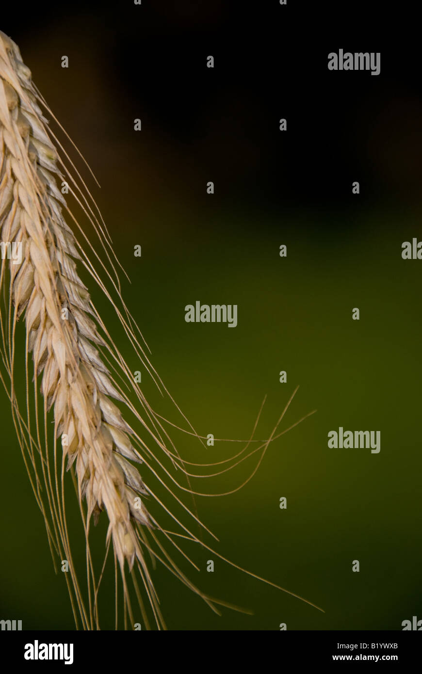 Crops harvesting hi-res stock photography and images - Alamy