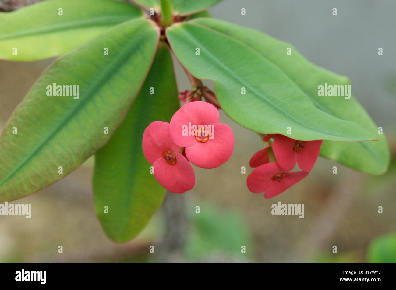 A flower from the Coronne des Epines Cactus plant Stock Photo - Alamy