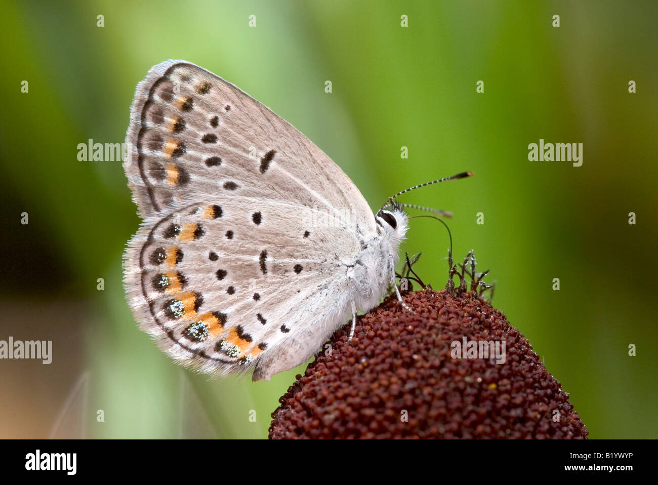 "Karner" Melissa Blue Lycaeides melissa samuelsi Stock Photo - Alamy