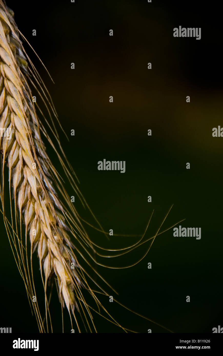 Crops hay hi-res stock photography and images - Alamy