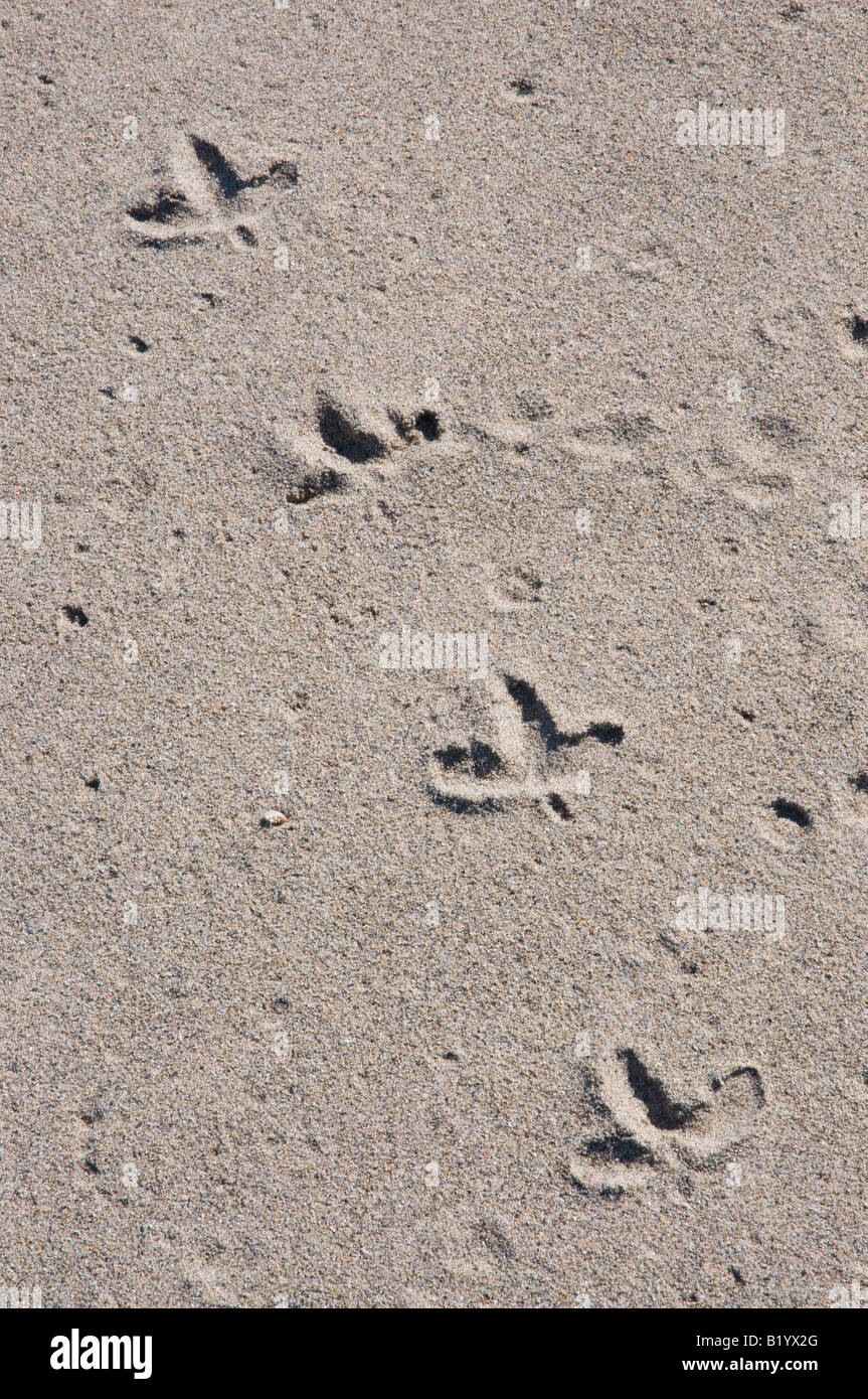 wader footprints in sand saligo bay islay scotland Stock Photo - Alamy