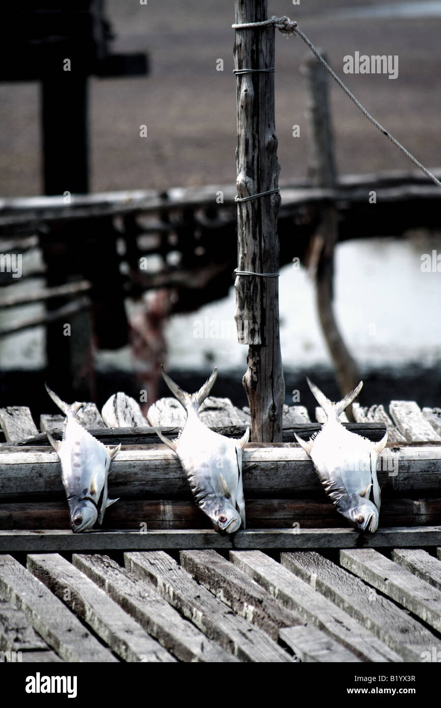 fish drying in the sun Stock Photo - Alamy