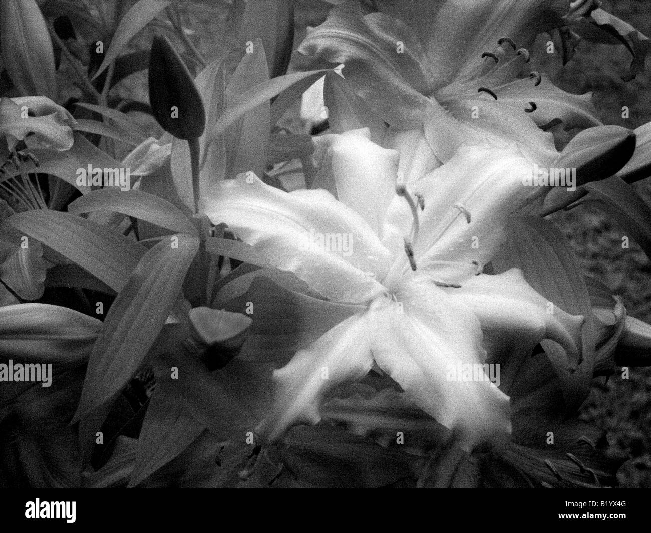 Lilium auratum Black and White Stock Photos & Images - Alamy