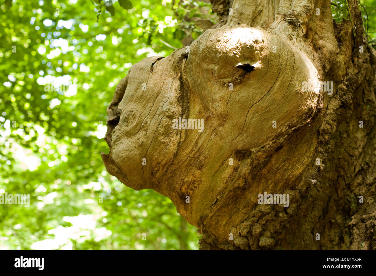 burr on a tree in a wood appears like a human facesunlight Stock Photo ...