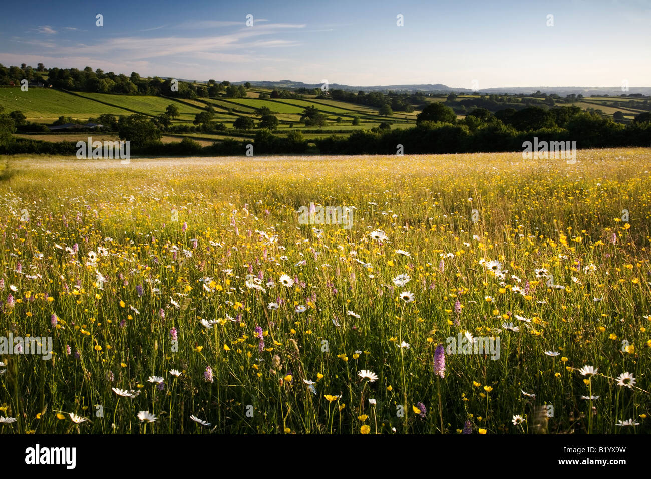 Traditional hay meadow flower hi-res stock photography and images - Alamy