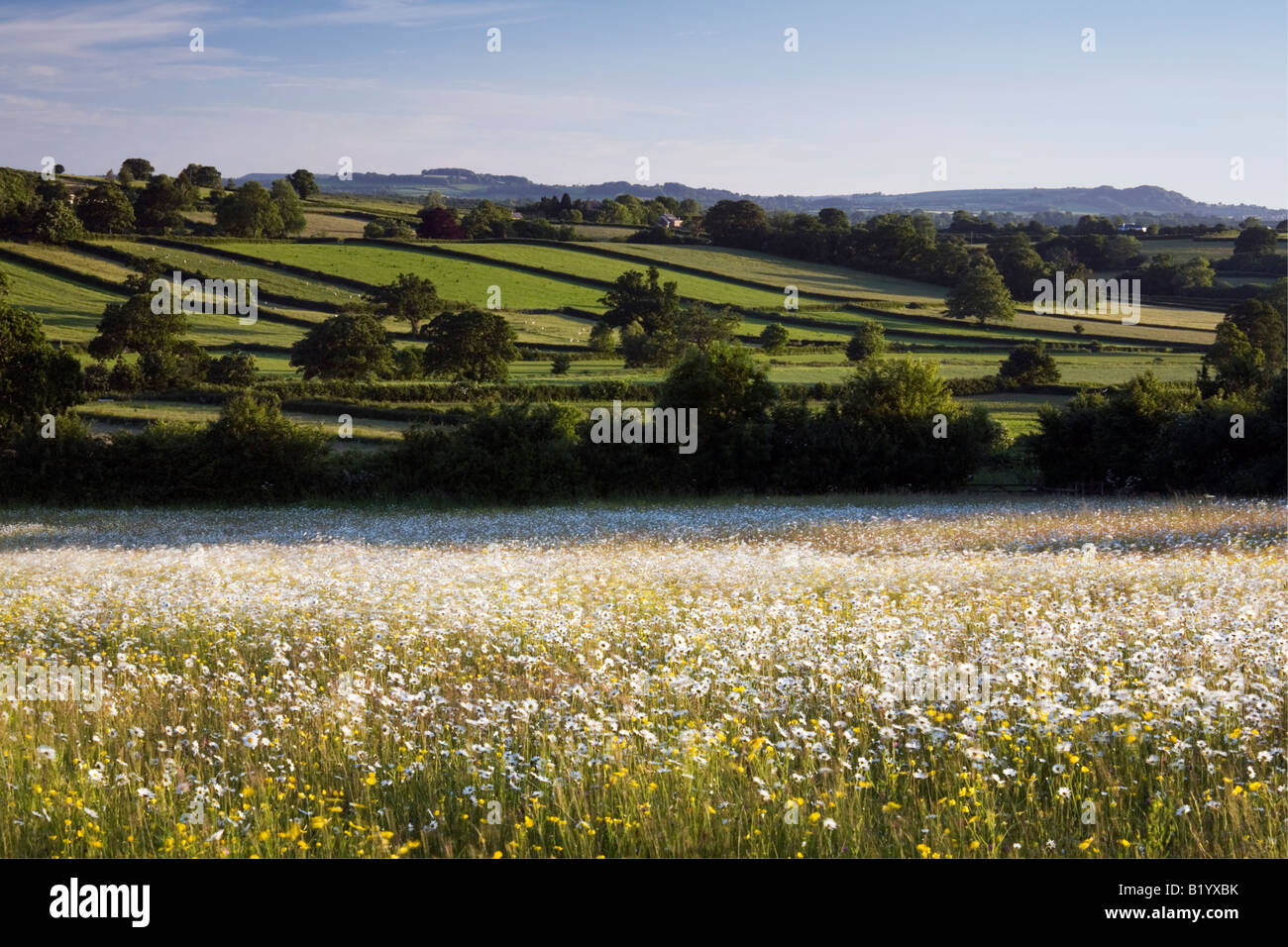 Evening light across a traditional hay meadow in Somerset Stock Photo ...