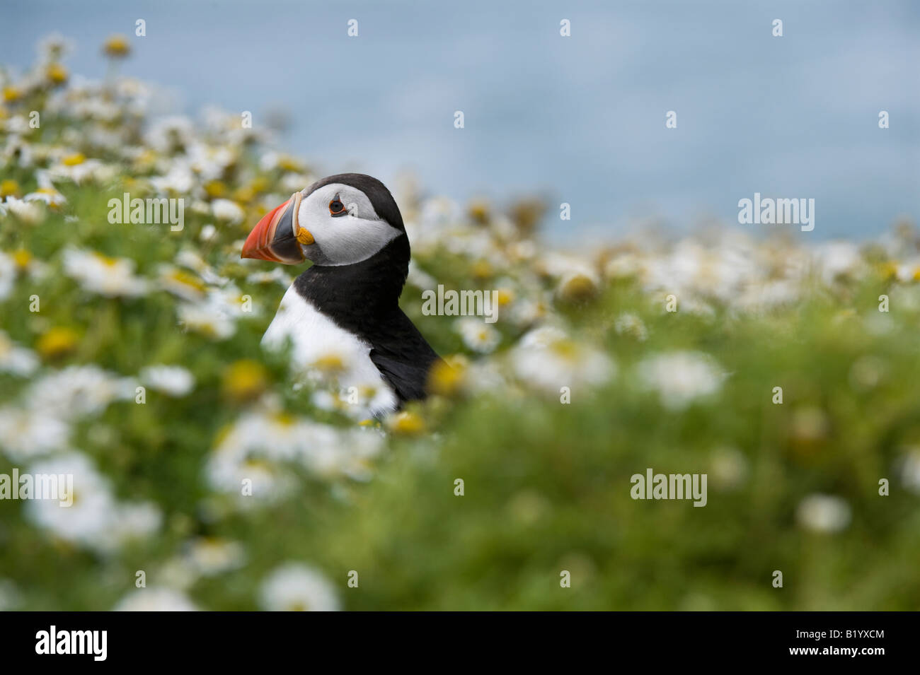 Puffin Colonies On Coastal Cliffs High Resolution Stock Photography and ...