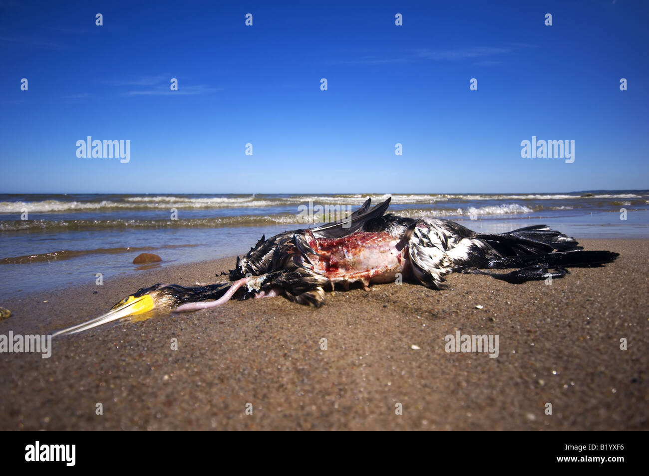 Dead bird on the beach. Victim of natural disaster, pest Stock Photo ...