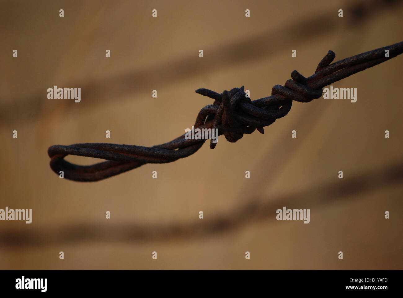 Old Rusty Barbed-Wire Stock Photo - Alamy