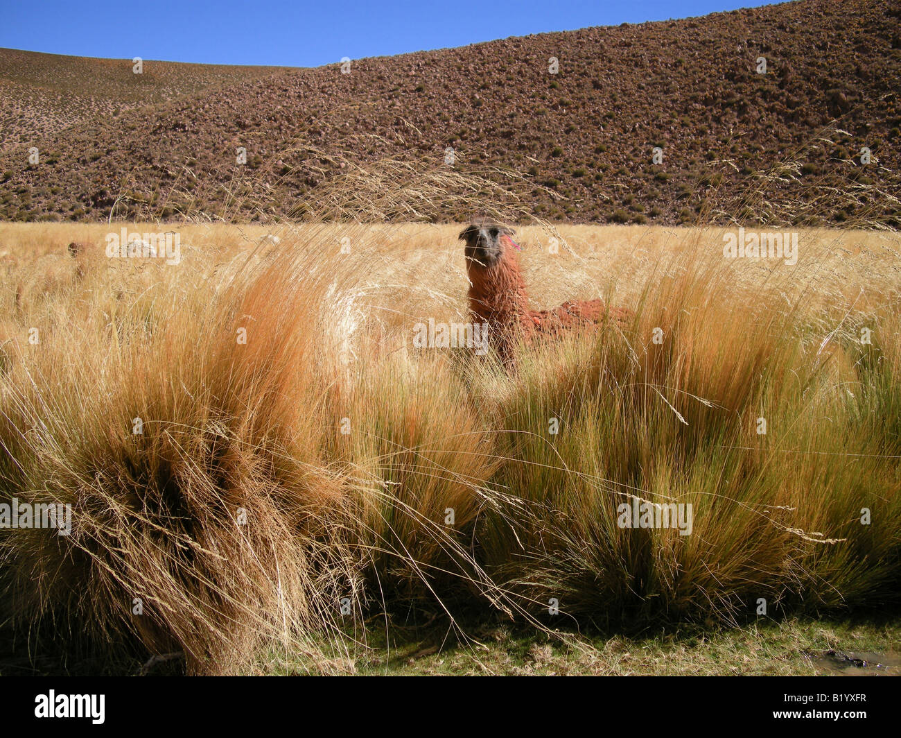 Orange Llama in the Altplano Stock Photo - Alamy