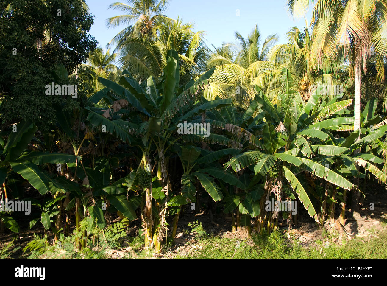 Tourist landscape landscape trees hi-res stock photography and images ...