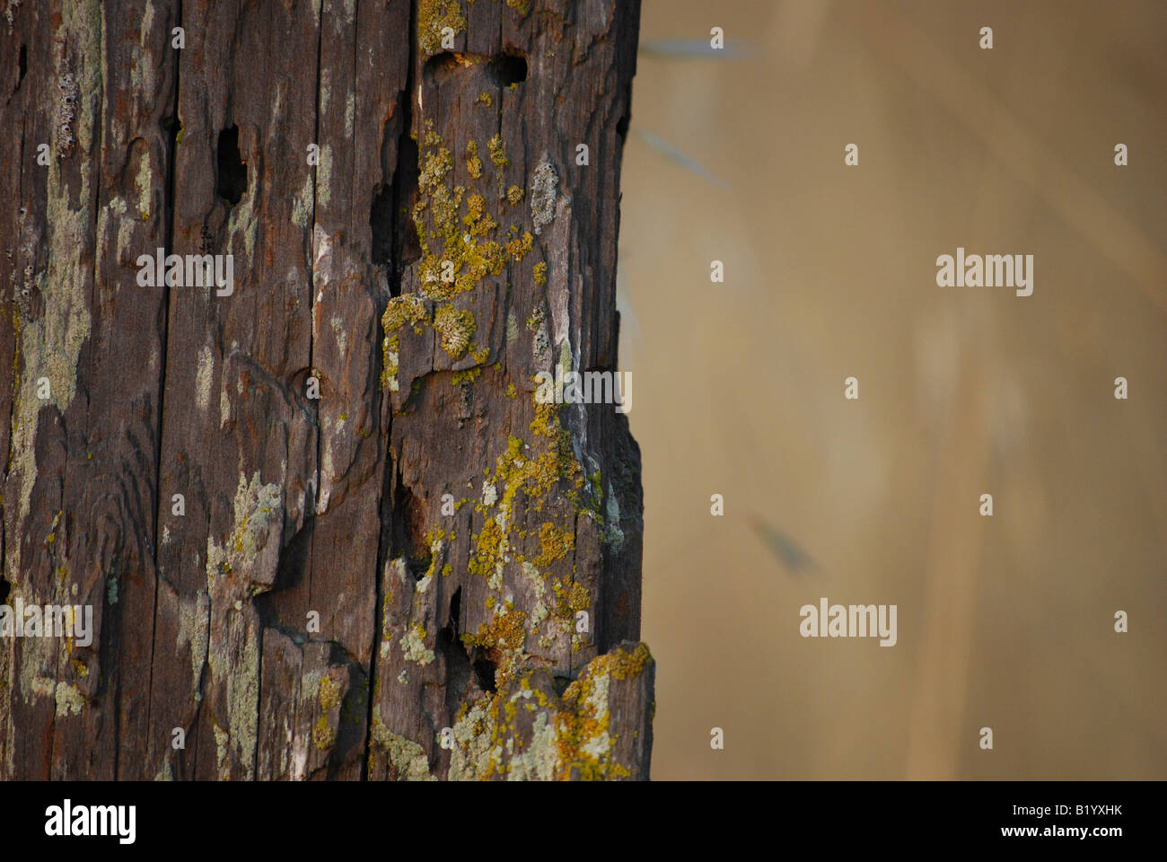 Old Weathered Fence Post Stock Photo - Alamy
