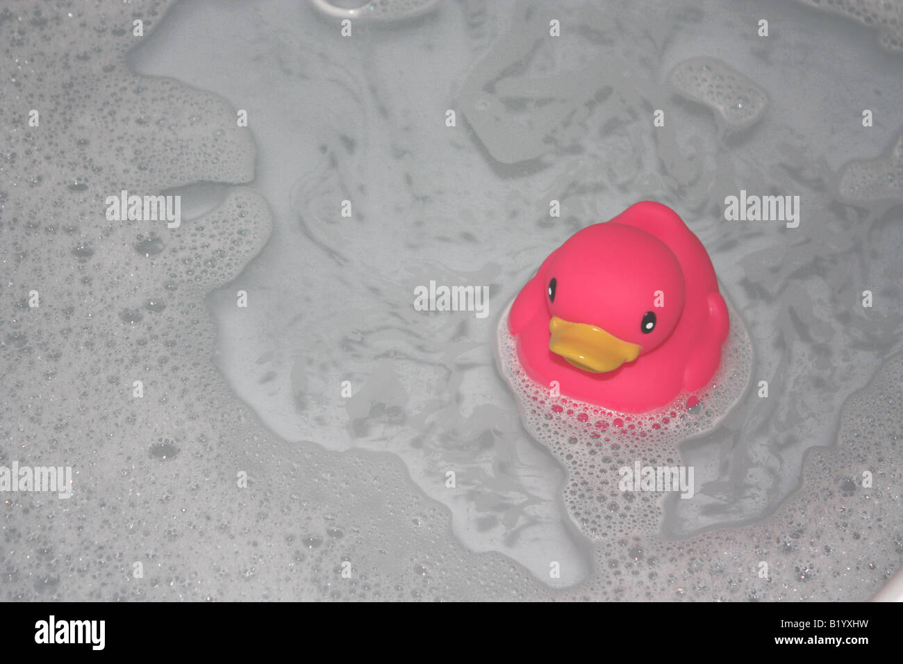 A duck in the bath having a soak Stock Photo - Alamy